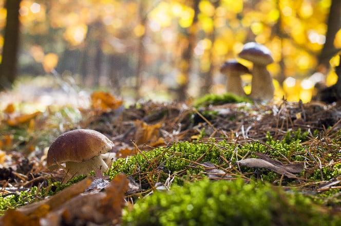 Vrganji - kako ih i napraviti i kako odabrati najbolje